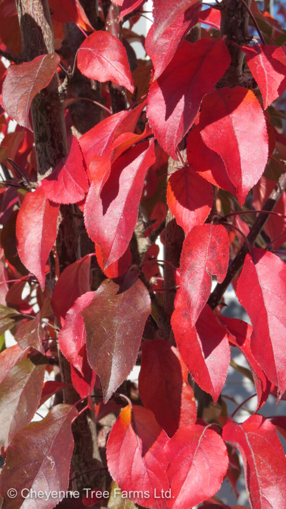 Crabapple Columnar – Purple Spire Flowering – Cheyenne Tree Farm ...