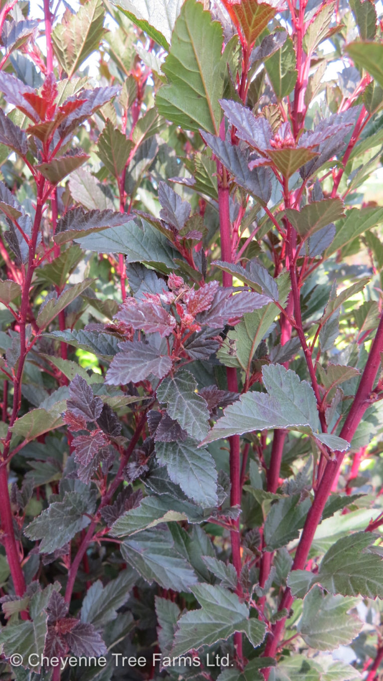 Ninebark – Little Devil™ – Cheyenne Tree Farm – Trees, Shrubs ...