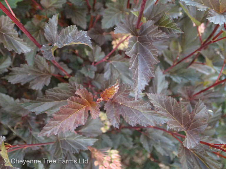 Ninebark – Diabolo – Cheyenne Tree Farm – Trees, Shrubs, Perennials ...