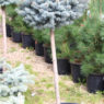Spruce – Dwarf Globe Blue – Cheyenne Tree Farm – Trees, Shrubs ...