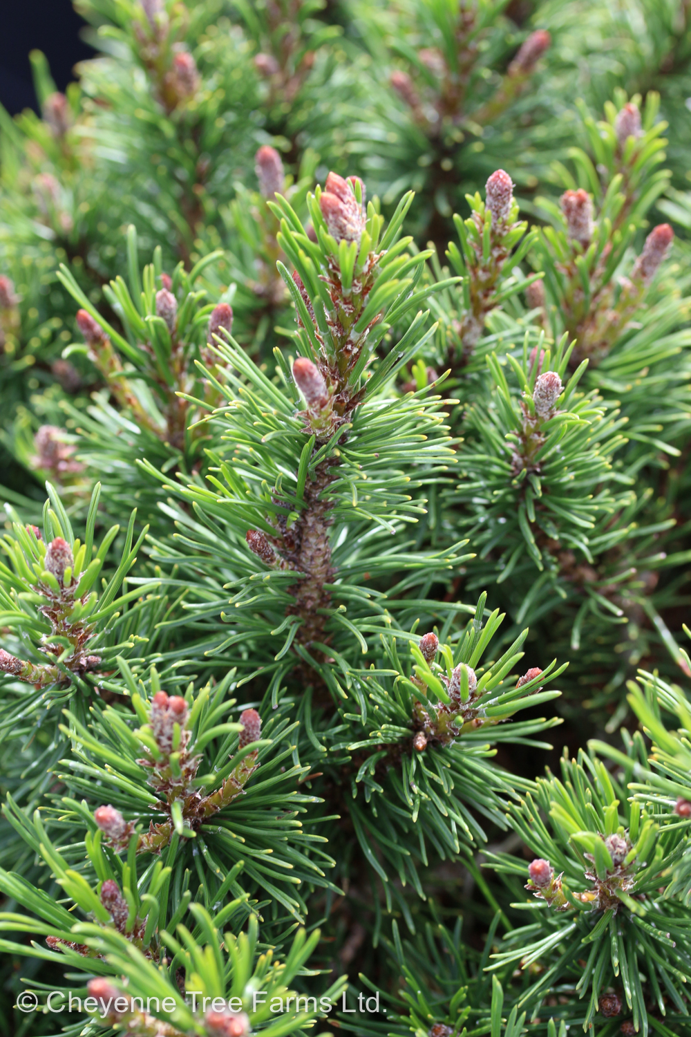 Pine Mugo – Slowmound – Cheyenne Tree Farm – Trees, Shrubs, Perennials ...