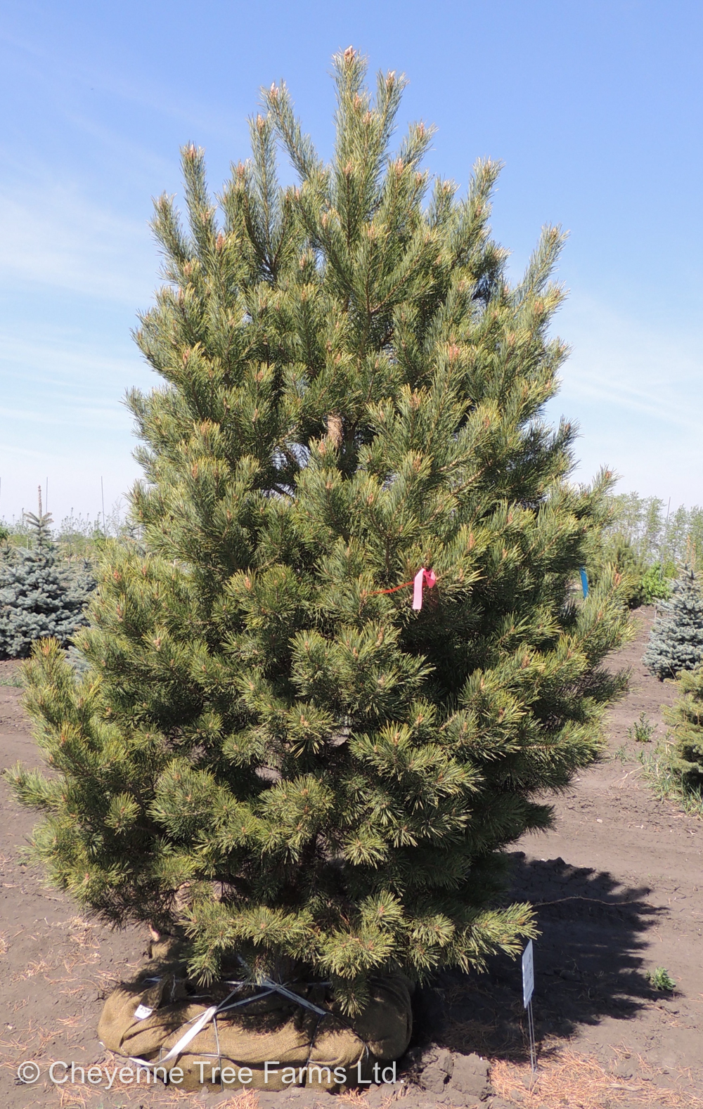 Pine – Scots – Cheyenne Tree Farm – Trees, Shrubs, Perennials ...
