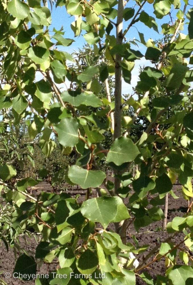 Poplar – Balsam – Cheyenne Tree Farm – Trees, Shrubs, Perennials ...