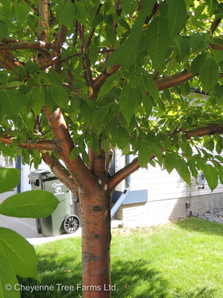 Amur Cherry – Cheyenne Tree Farm – Trees, Shrubs, Perennials – Edmonton ...