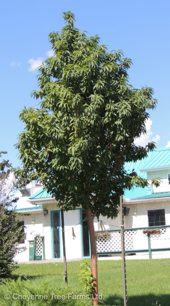 Amur Cherry – Goldspur – Cheyenne Tree Farm – Trees, Shrubs, Perennials ...