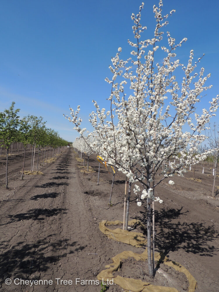 Plum – Princess Kay – Cheyenne Tree Farm – Trees, Shrubs, Perennials ...