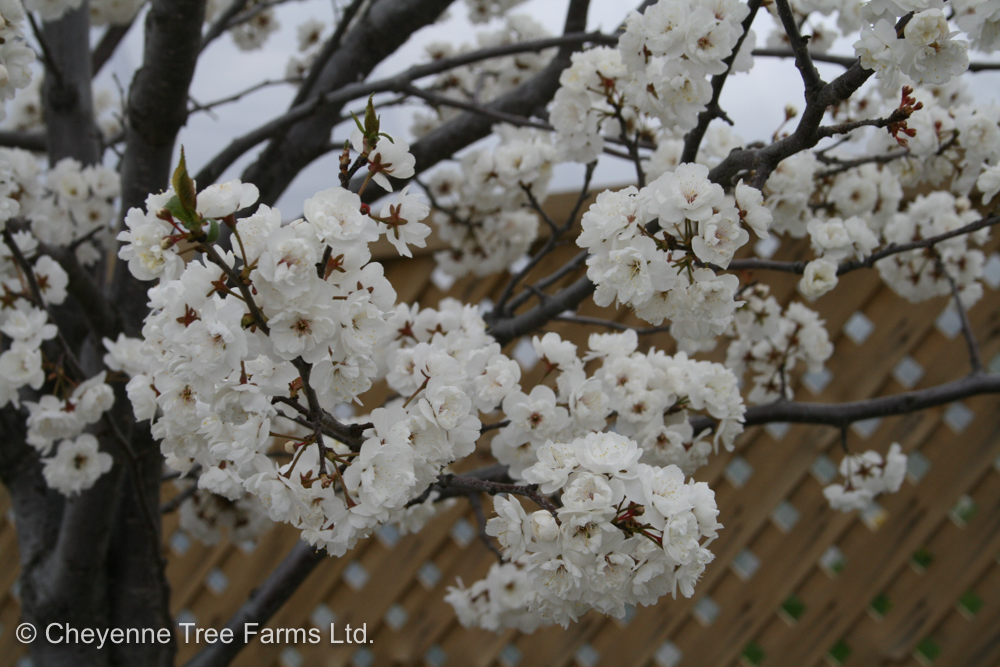 Plum – Princess Kay – Cheyenne Tree Farm – Trees, Shrubs, Perennials ...