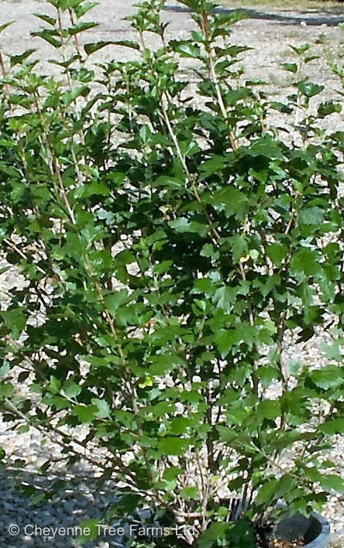 Currant – Alpine – Cheyenne Tree Farm – Trees, Shrubs, Perennials ...