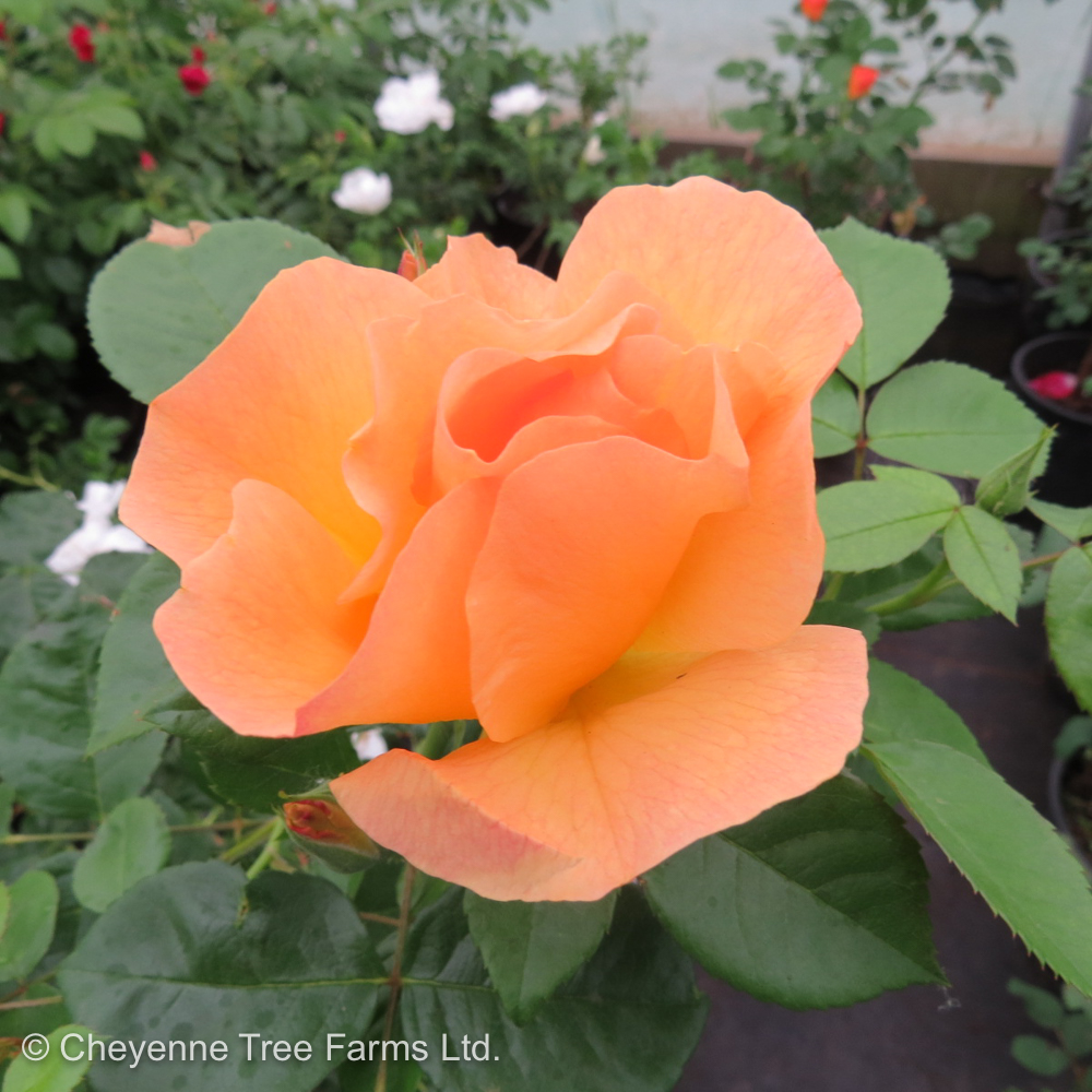 Rose Canadian Artist – Bill Reid – Cheyenne Tree Farm – Trees, Shrubs ...