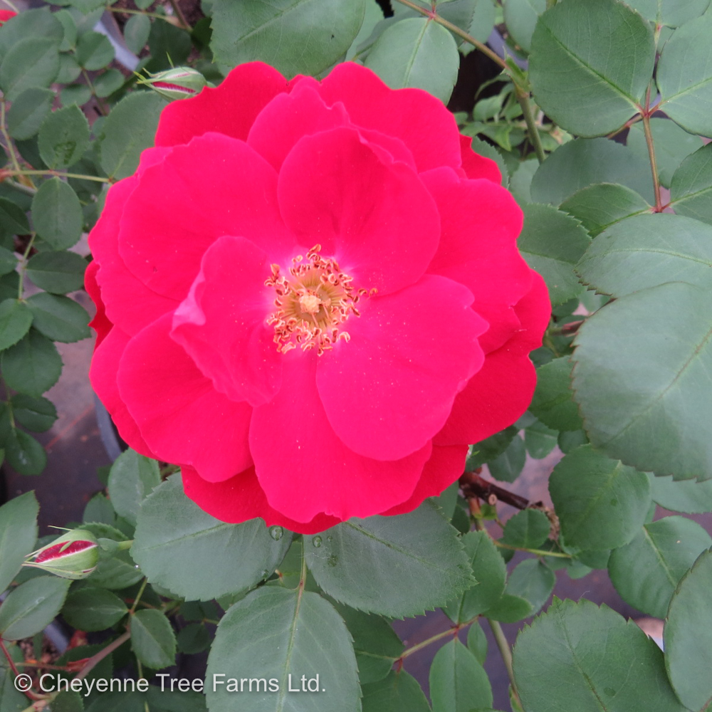 Rose Explorer – Champlain – Cheyenne Tree Farm – Trees, Shrubs ...