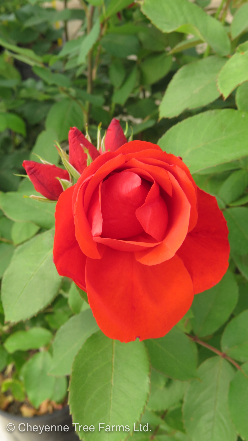 Rose Parkland – Morden Fireglow – Cheyenne Tree Farm – Trees, Shrubs ...