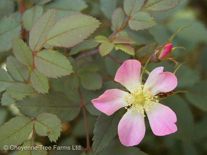 Rose – Red Leaf – Cheyenne Tree Farm – Trees, Shrubs, Perennials ...