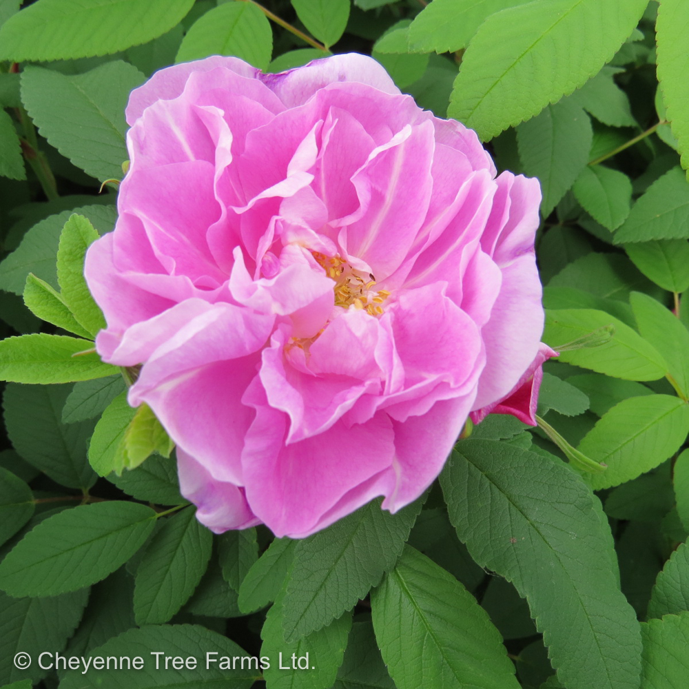 Rose Rugosa – Therese Bugnet – Cheyenne Tree Farm – Trees, Shrubs ...