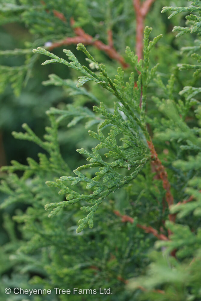 Cedar – Holmstrup – Cheyenne Tree Farm – Trees, Shrubs, Perennials ...