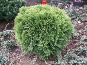 Cedar – Danica Dwarf Globe – Cheyenne Tree Farm – Trees, Shrubs ...