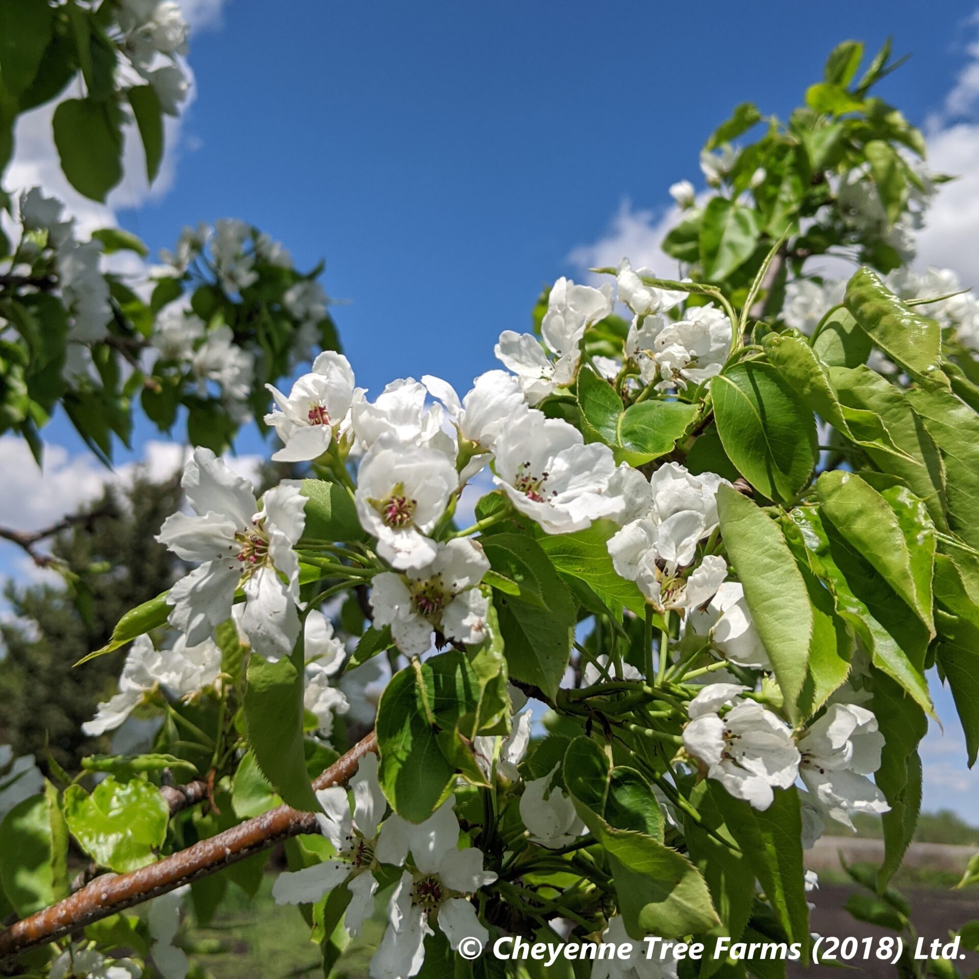 Pear – Navigator – Cheyenne Tree Farm – Trees, Shrubs, Perennials ...