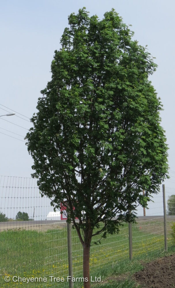 Mountain Ash – Russian – Cheyenne Tree Farm – Trees, Shrubs, Perennials ...