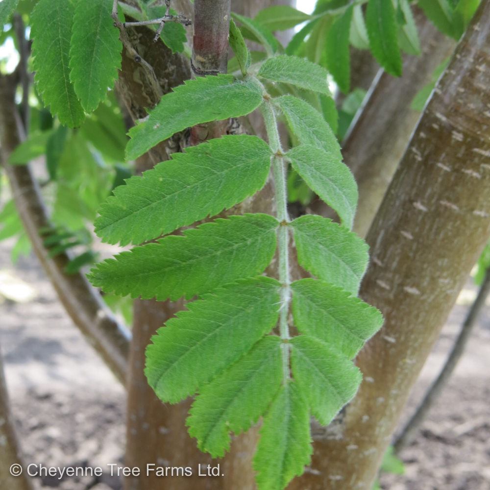 Mountain Ash – Russian – Cheyenne Tree Farm – Trees, Shrubs, Perennials ...