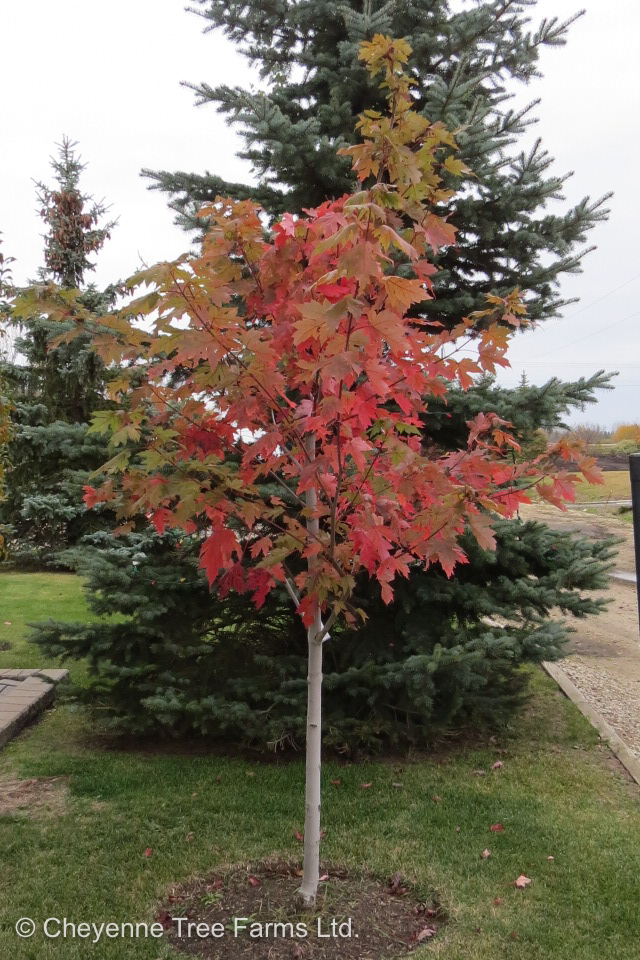 Maple – Autumn Blaze – Cheyenne Tree Farm – Trees, Shrubs, Perennials ...