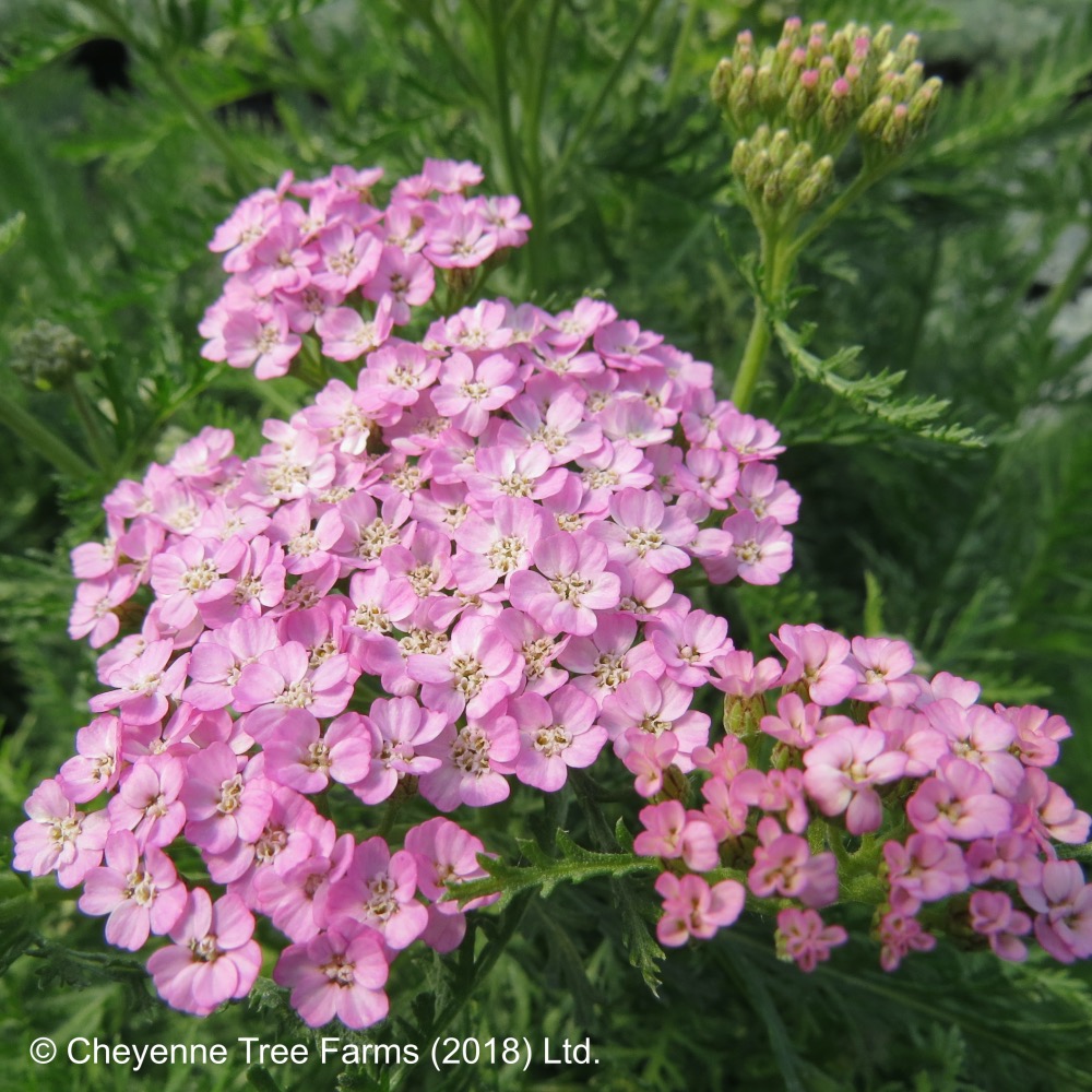 Yarrow – Cerise Queen – Cheyenne Tree Farm – Trees, Shrubs, Perennials ...