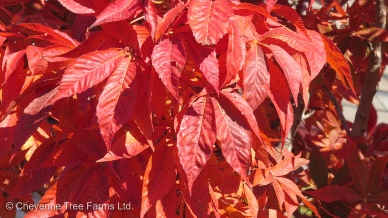 CTF Aesculus glabra OHIO BUCKEYE – Fall ColoIMG_3320-2044 – Cheyenne ...