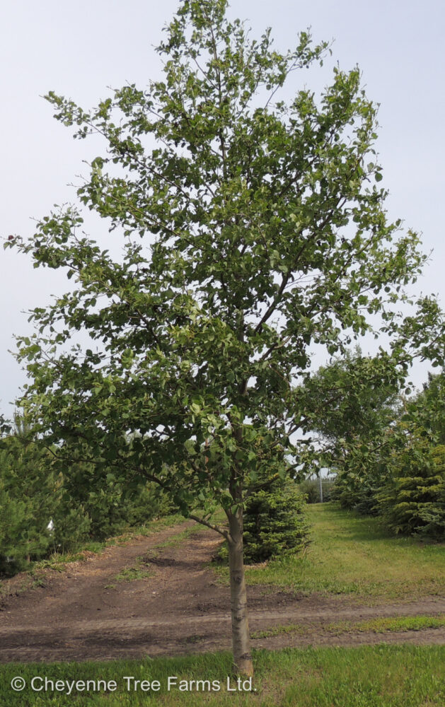 Alder – Prairie Horizon Manchurian – Cheyenne Tree Farm – Trees, Shrubs ...