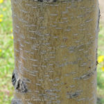 Alder – Prairie Horizon Manchurian – Cheyenne Tree Farm – Trees, Shrubs ...