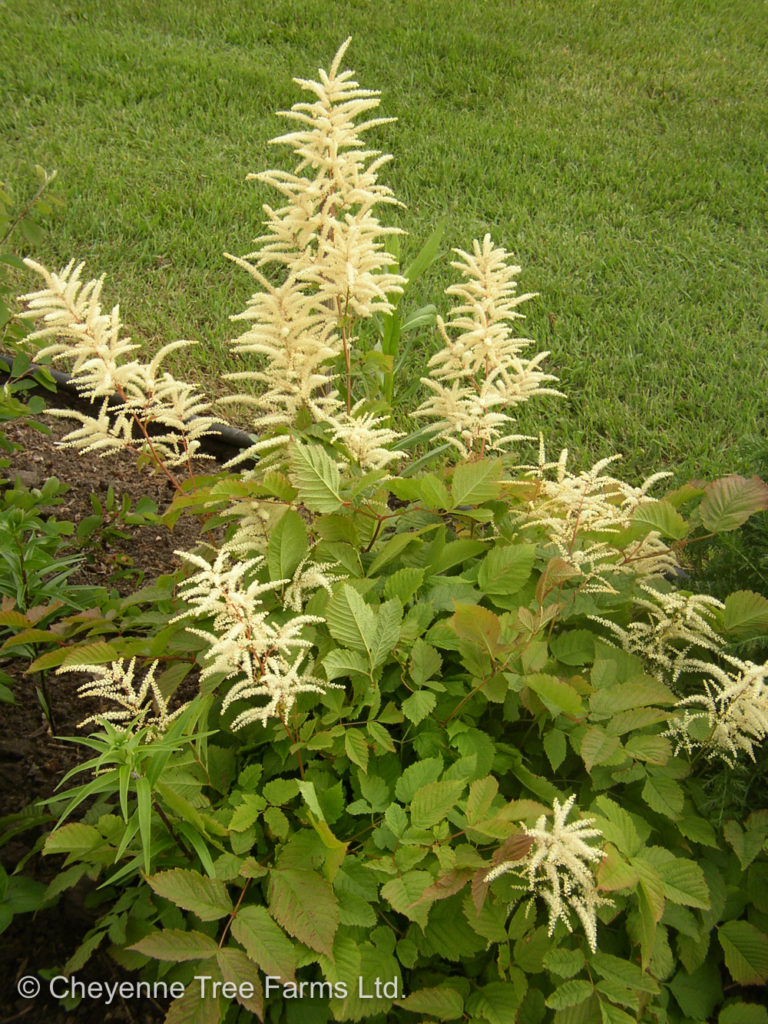 Goats Beard – Cheyenne Tree Farm – Trees, Shrubs, Perennials – Edmonton ...