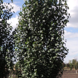 Birch – Parkland Pillar® – Cheyenne Tree Farm – Trees, Shrubs ...