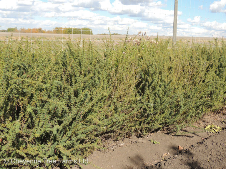 Caragana – Pygmy – Cheyenne Tree Farm – Trees, Shrubs, Perennials ...