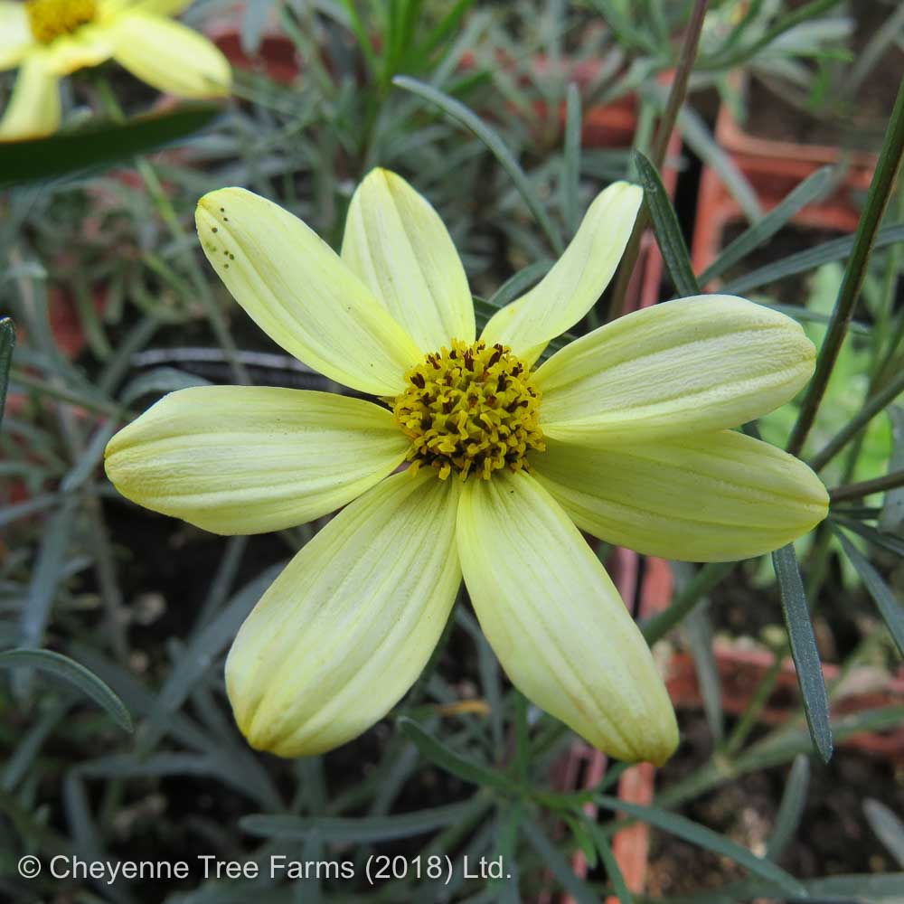 Tickseed – Moonbeam – Cheyenne Tree Farm – Trees, Shrubs, Perennials ...