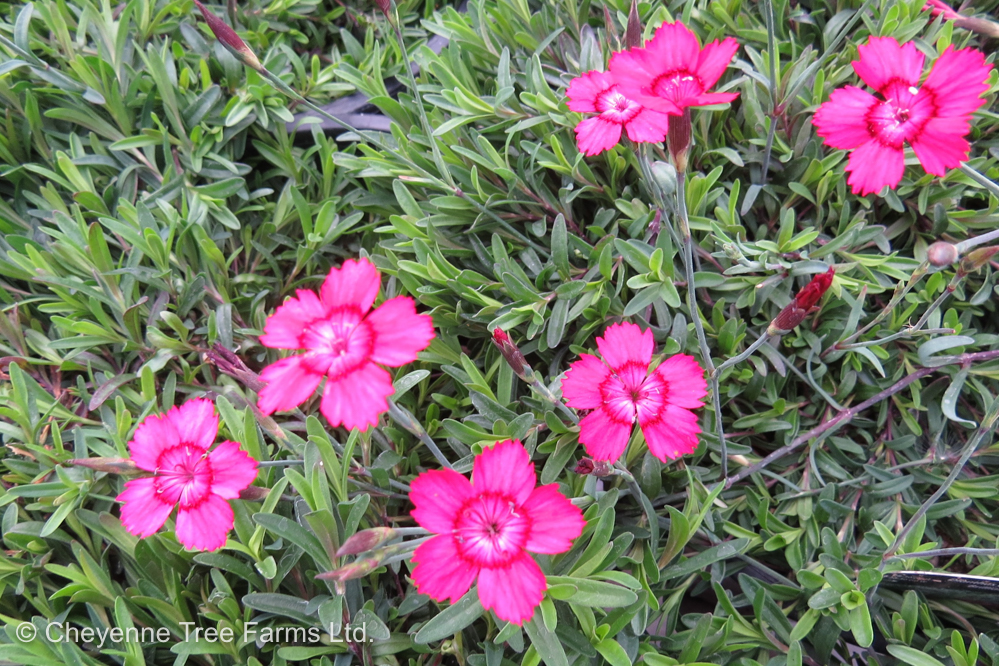 Pinks – Brilliant Maiden – Cheyenne Tree Farm – Trees, Shrubs ...