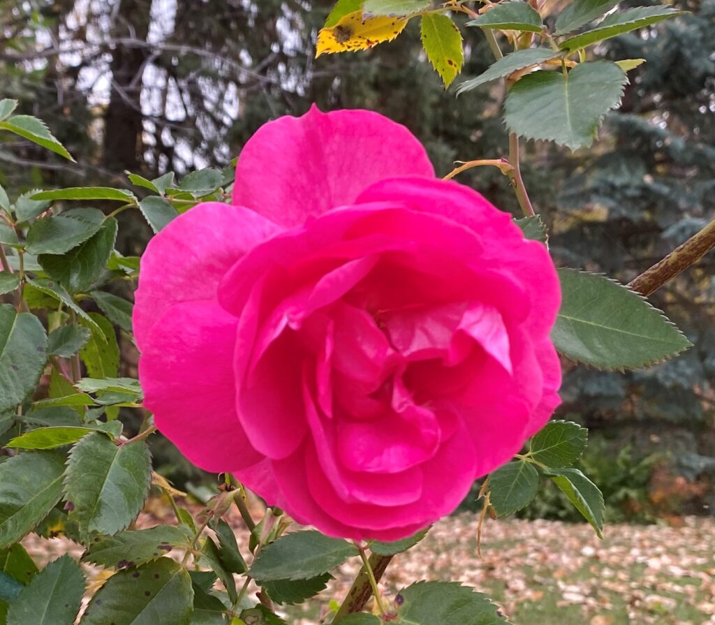 Rose Canadian Artist – Felix Leclerc – Cheyenne Tree Farm – Trees ...