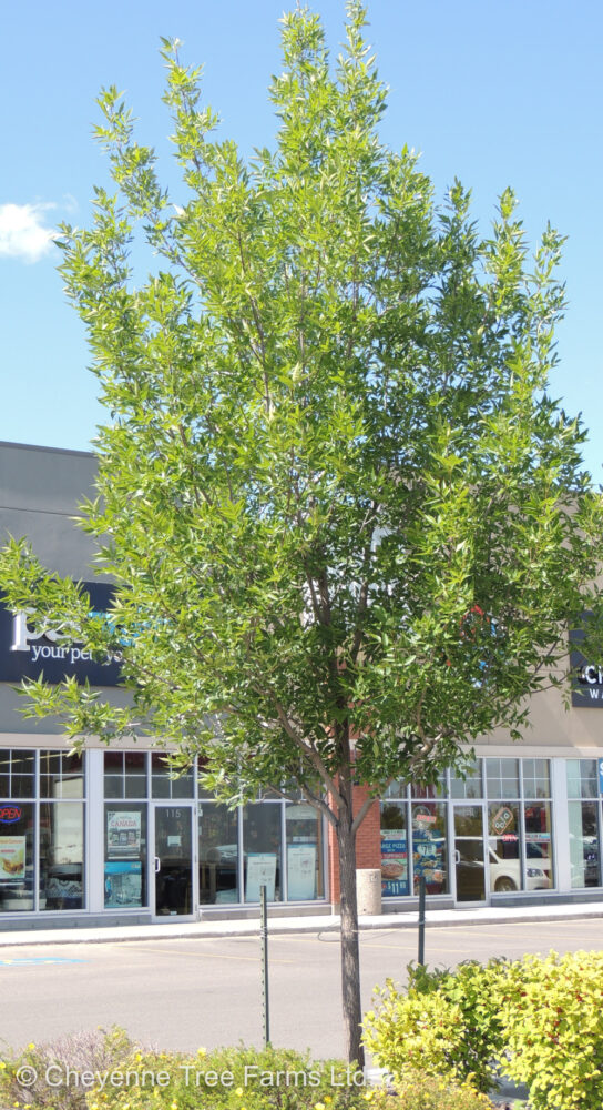 Ash Green – Patmore – Cheyenne Tree Farm – Trees, Shrubs, Perennials ...