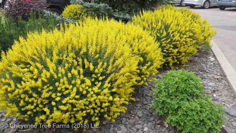 Broom – Lydia – Cheyenne Tree Farm – Trees, Shrubs, Perennials ...
