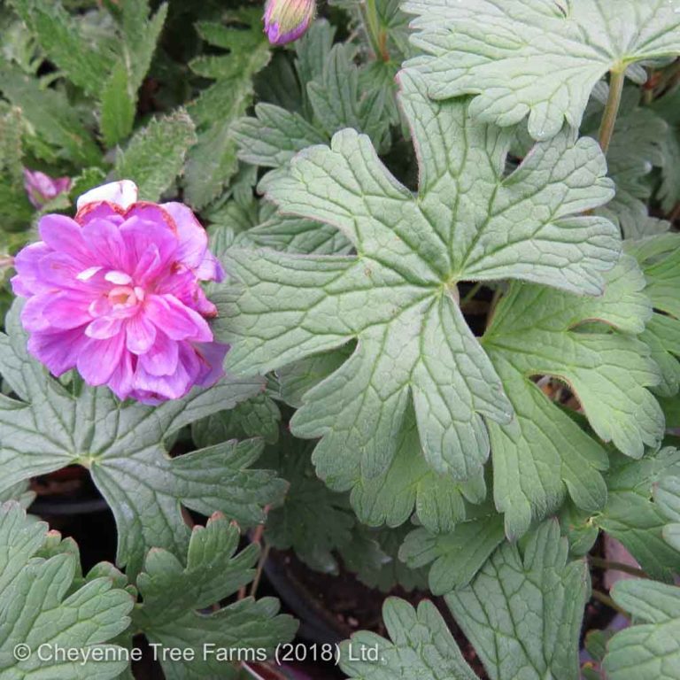 Cranesbill (Geranium) – Birch Double – Cheyenne Tree Farm – Trees ...