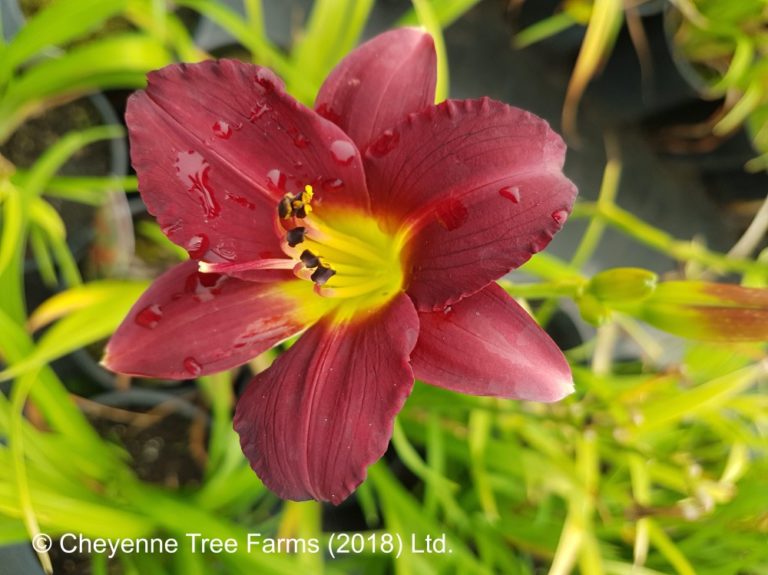 Daylily – Ruby Stella – Cheyenne Tree Farm – Trees, Shrubs, Perennials ...