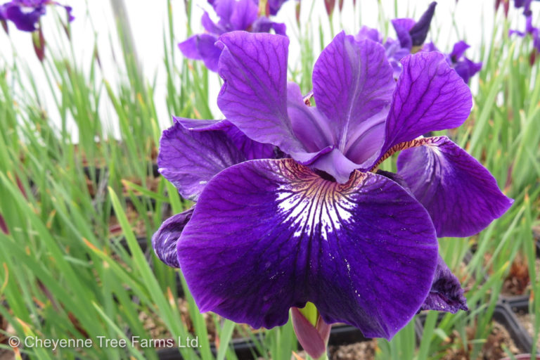Iris Siberian – Ruffled Velvet – Cheyenne Tree Farm – Trees, Shrubs ...