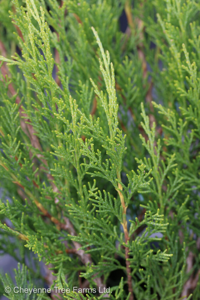 CTF Juniperus sabina ARCADIA Juniper IMG_1573-2229 – Cheyenne Tree Farm ...
