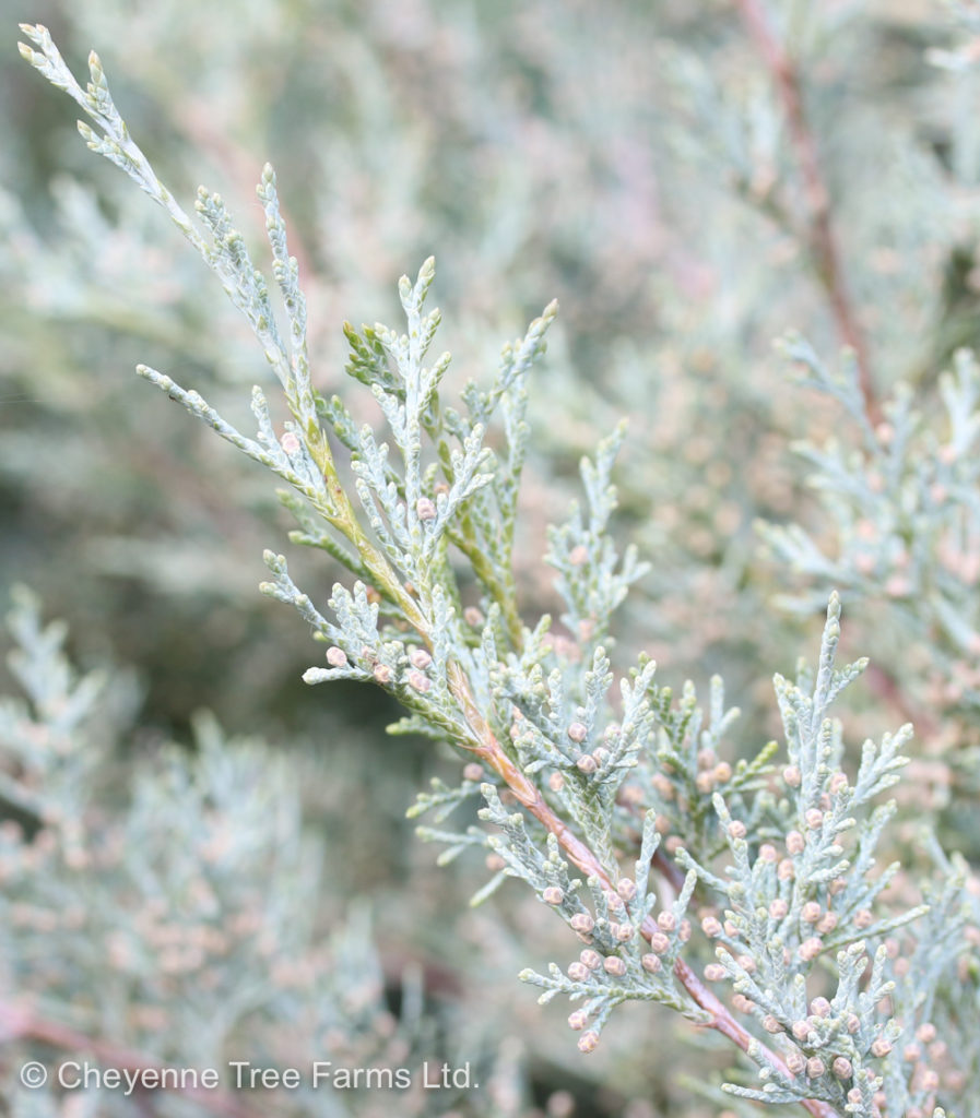 Juniper – Wichita Blue – Cheyenne Tree Farm – Trees, Shrubs, Perennials ...