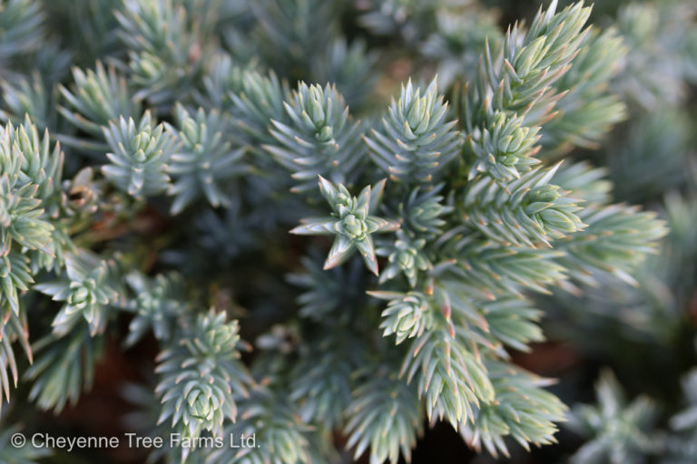 Juniper – Blue Star – Cheyenne Tree Farm – Trees, Shrubs, Perennials ...