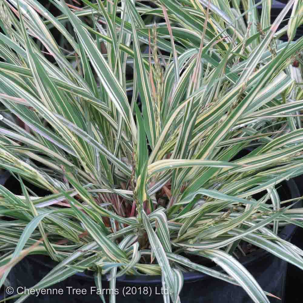 Perennial Grasses – Cheyenne Tree Farm – Trees, Shrubs, Perennials ...