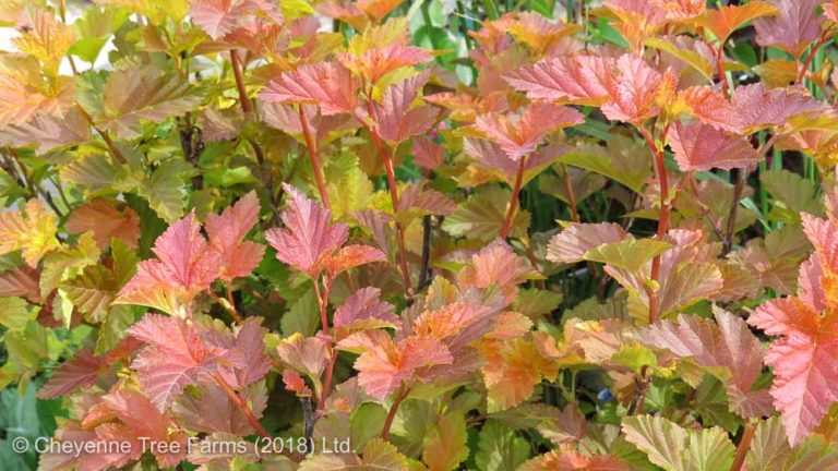 Ninebark – Amber Jubilee™ – Cheyenne Tree Farm – Trees, Shrubs ...