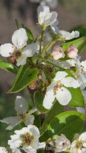 Pear – Early Gold – Cheyenne Tree Farm – Trees, Shrubs, Perennials ...