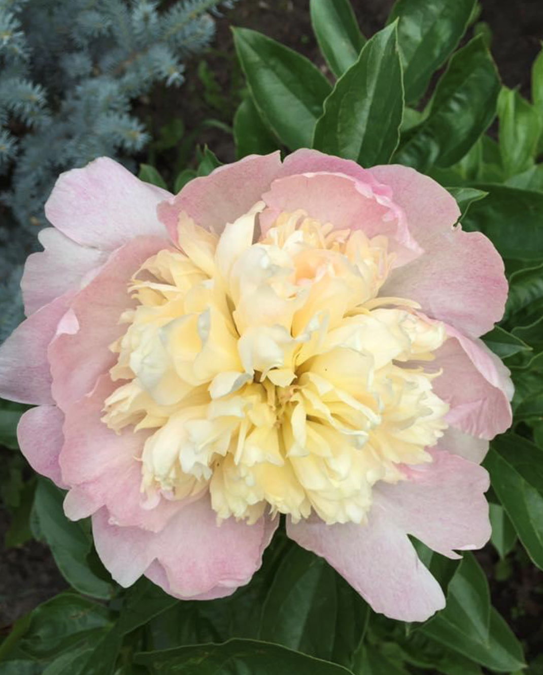 Peony – Raspberry Sundae – Cheyenne Tree Farm – Trees, Shrubs ...
