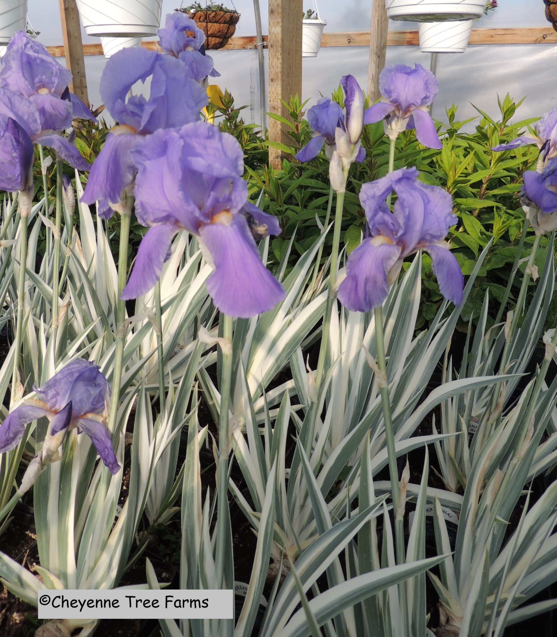 Iris Sweet Flag – Albo Variegata – Cheyenne Tree Farm – Trees, Shrubs ...