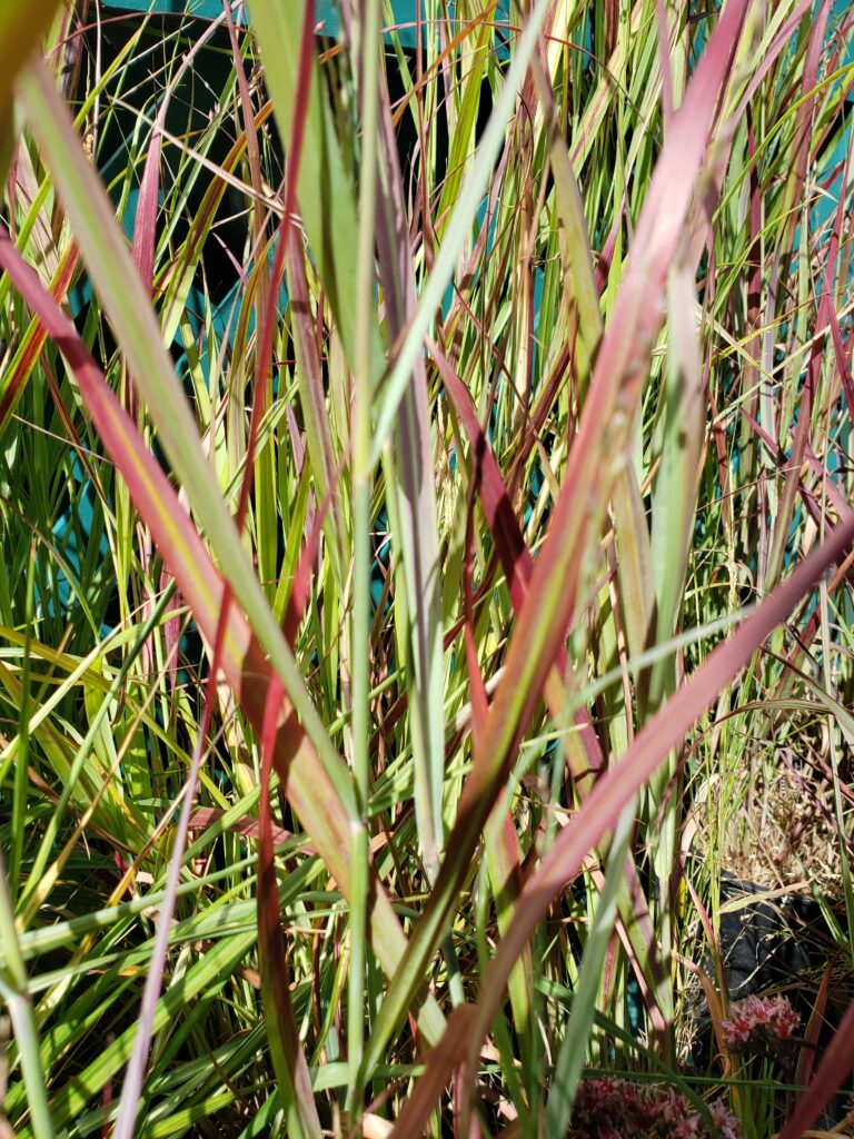 Switch Grass – Prairie Flame – Cheyenne Tree Farm – Trees, Shrubs ...