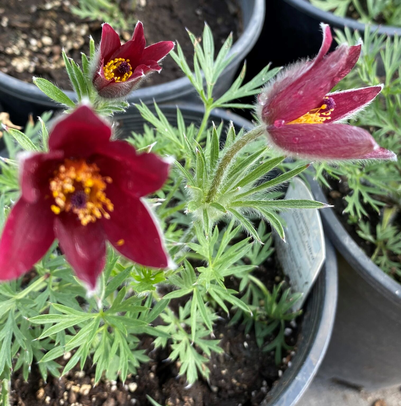 Pasque Flower – Red – Cheyenne Tree Farm – Trees, Shrubs, Perennials ...