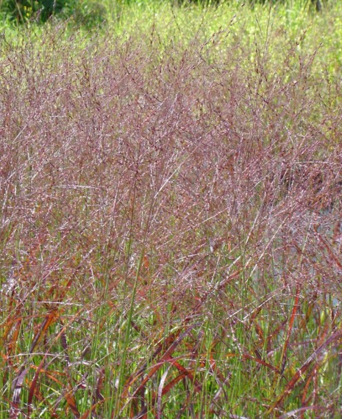 Switch Grass – Red – Cheyenne Tree Farm – Trees, Shrubs, Perennials ...