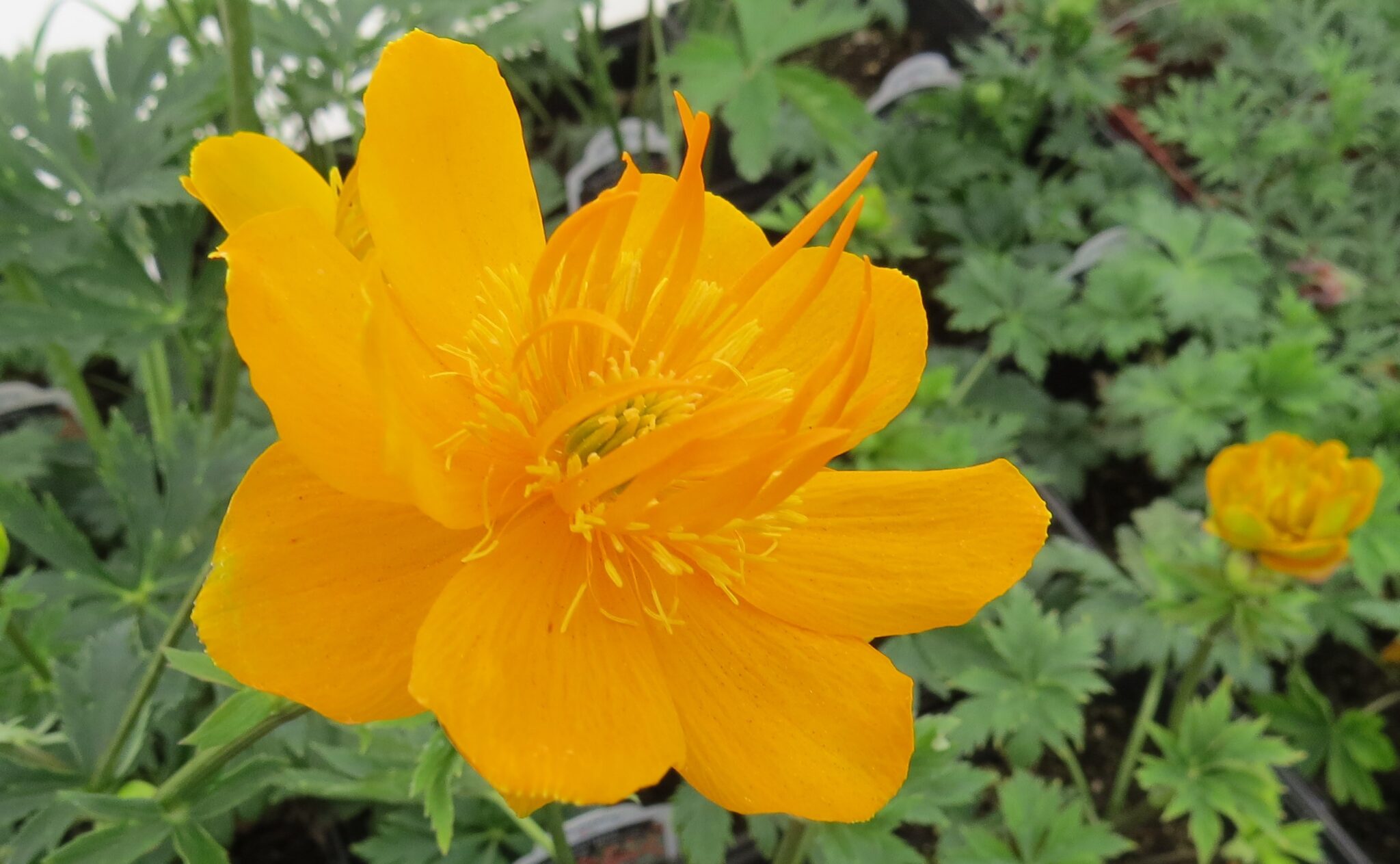 Globeflower – Golden Queen – Cheyenne Tree Farm – Trees, Shrubs ...